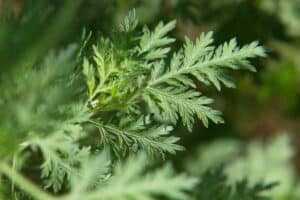 Armoise Ou Artemisia Vulgaris : Les Bienfaits Sur La Santé | Influence ...